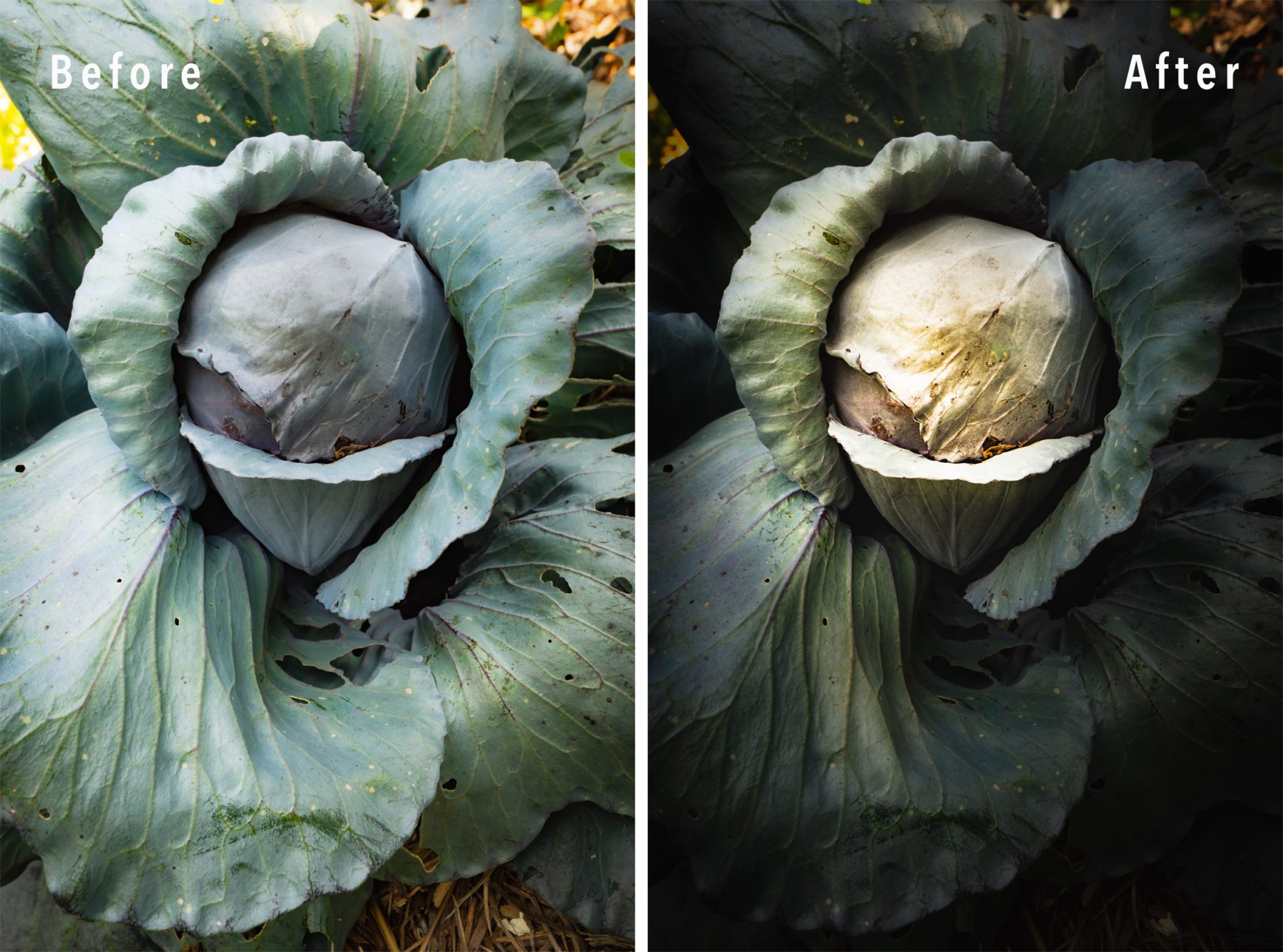 Dodging and Burning: Simple Tools, Powerful Results | Photzy