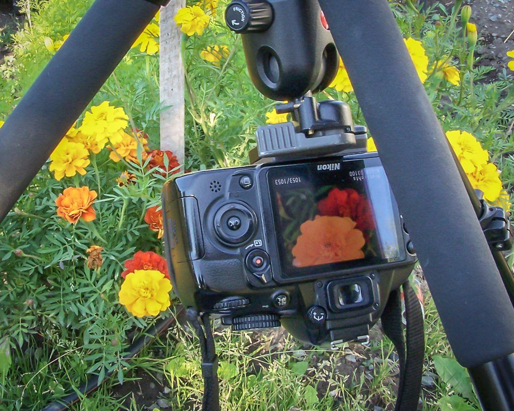 Fabulous Flower Photography Guide | 51% Off Special | Photzy